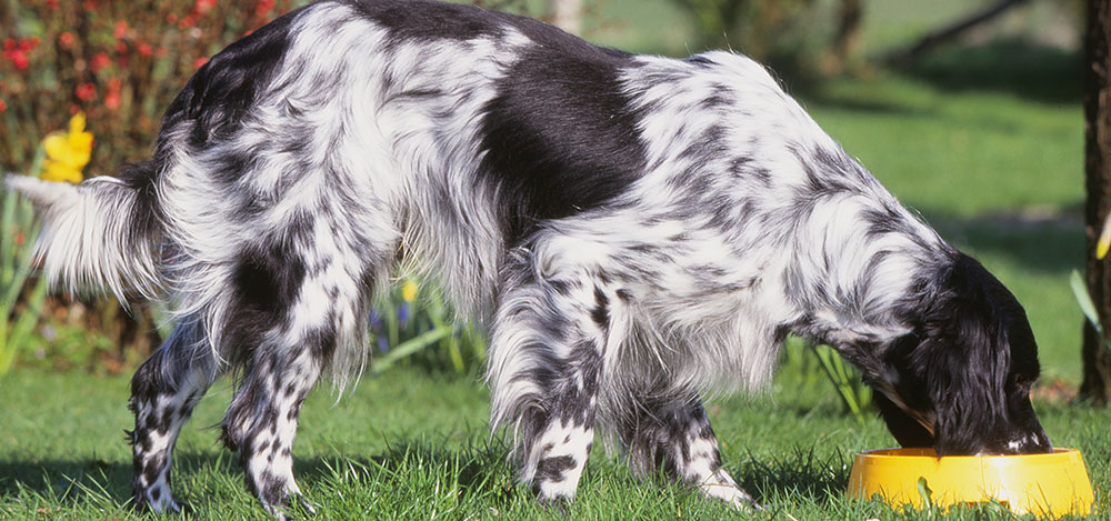 L’alimentation du chien de chasse - Canihunt Shop